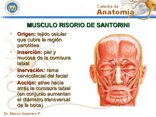 01 musculos de la cabeza[1]