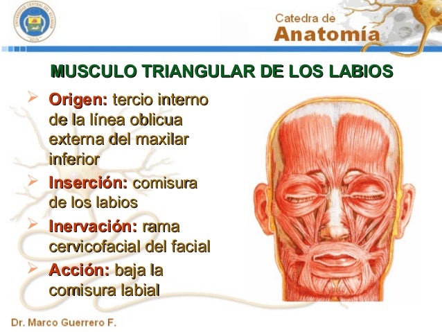 01 musculos de la cabeza[1]