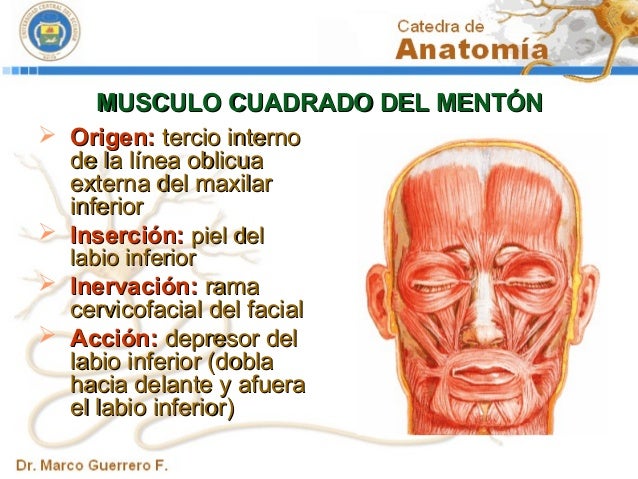01 musculos de la cabeza[1]