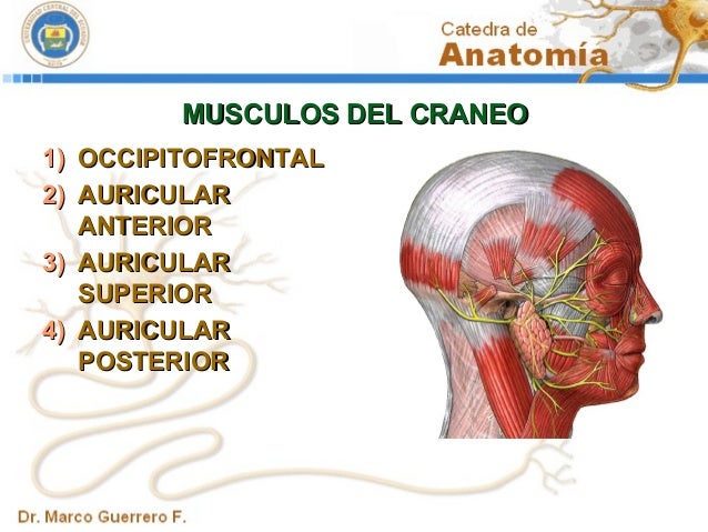 01 musculos de la cabeza[1]