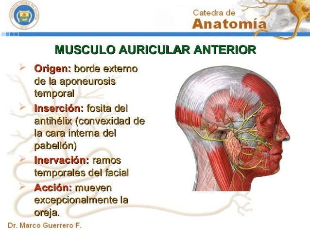 01 musculos de la cabeza[1]