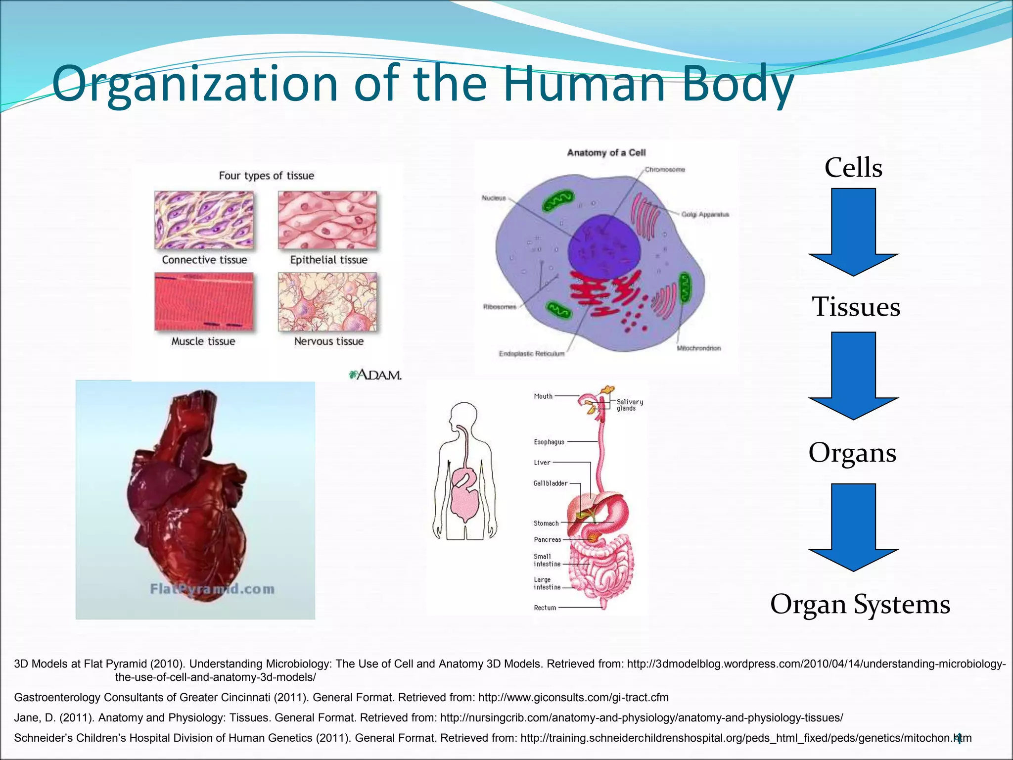 Introduction to Human Anatomy (Nursing) Lecture 01 | PPT