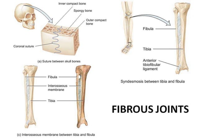 osseous system | PDF