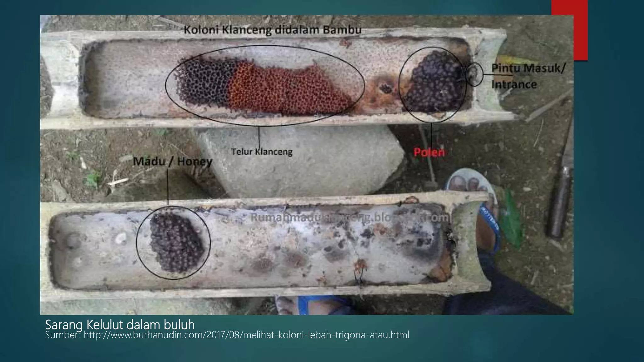 Pengenalan kelulut | PPTX
