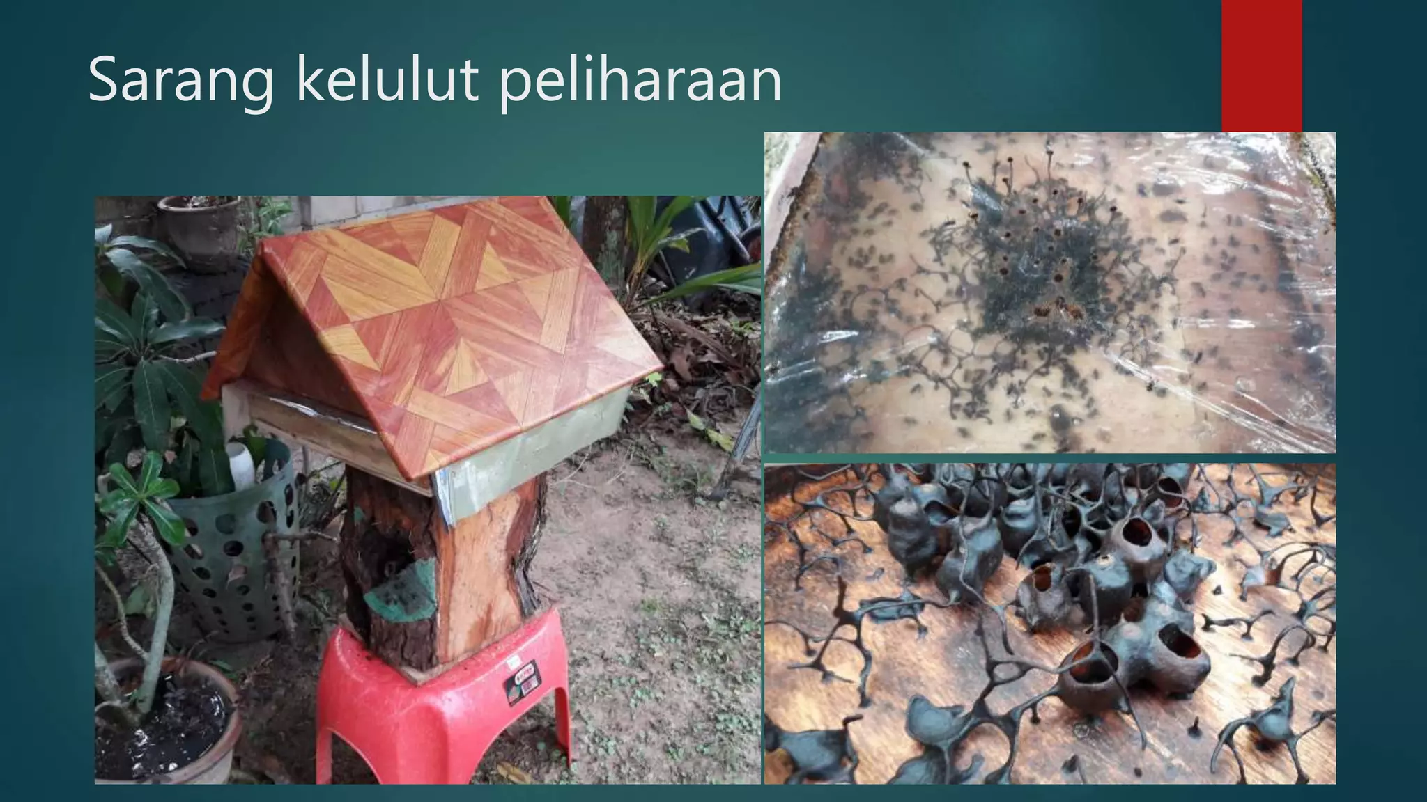 Pengenalan kelulut | PPTX