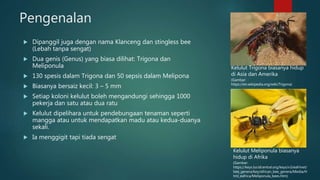 Pengenalan kelulut | PPTX