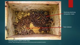 Pengenalan kelulut | PPTX