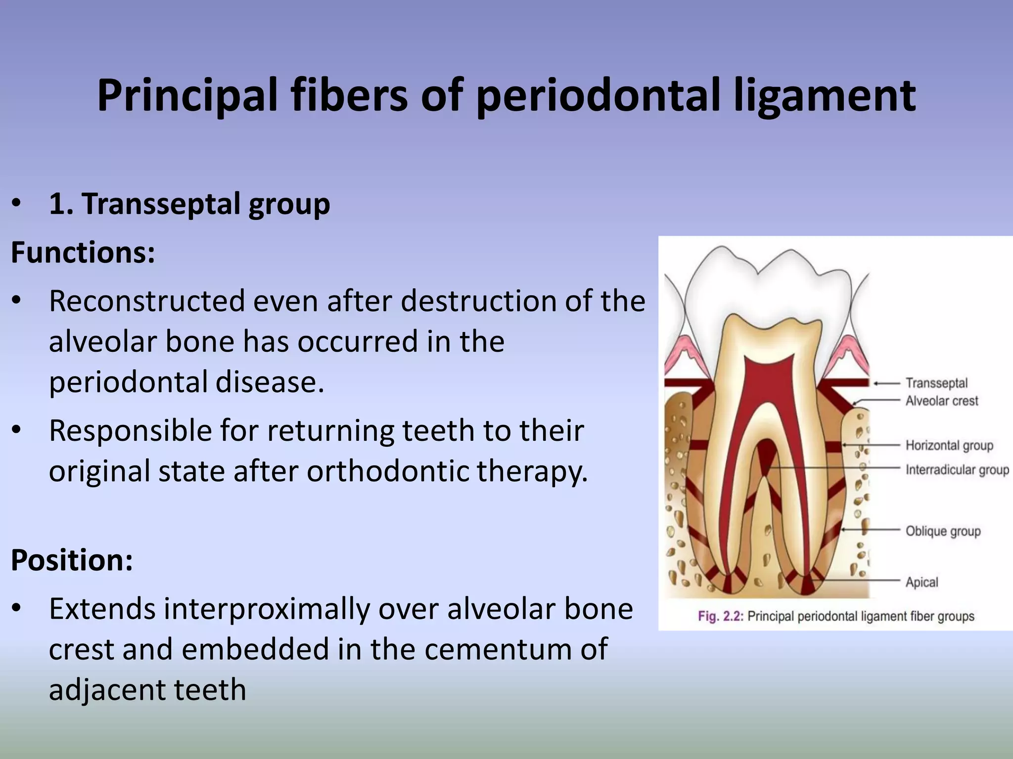 periodontal ligament | PDF
