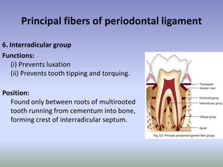 Interradicular Septum