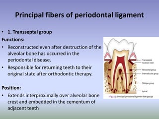 periodontal ligament | PDF