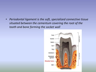 Periodontal Ligament | PPTX