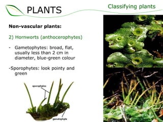 01 plants part 2 (slideshare) | PPT | Gardening | Home & Garden