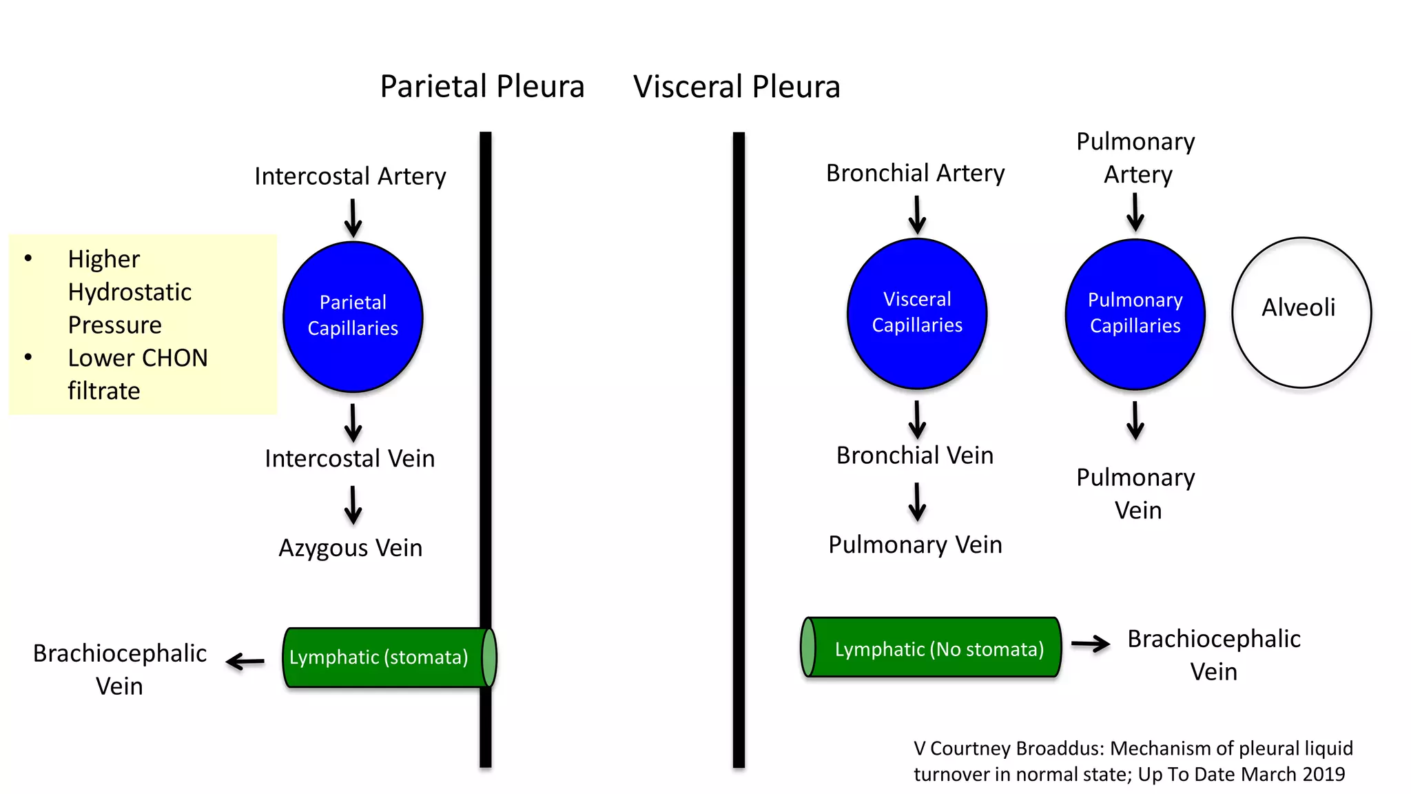 01 pleural physiology referenced | PDF