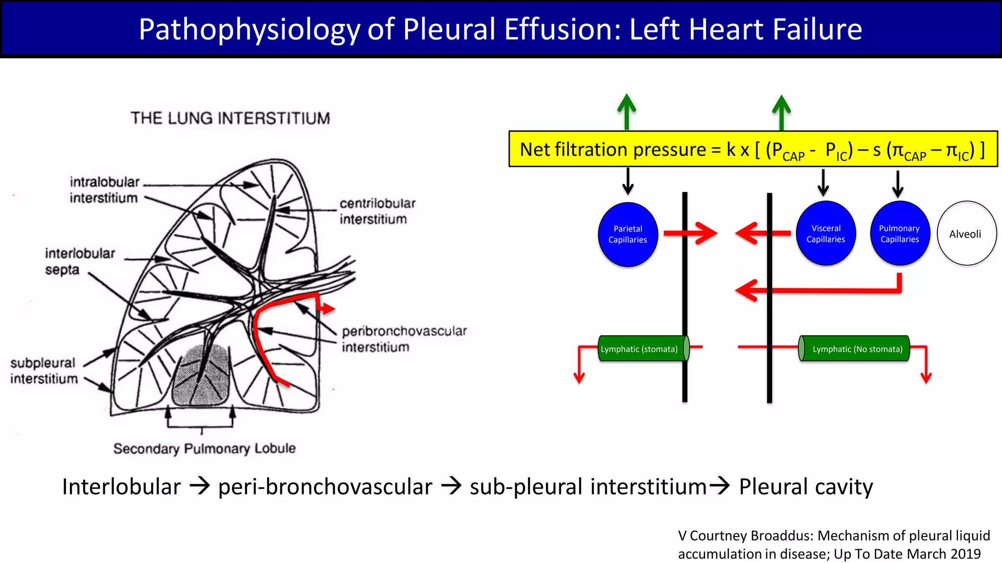 01 pleural physiology referenced | PDF