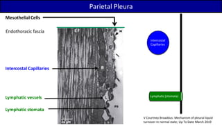 01 pleural physiology referenced | PDF