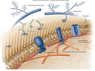 ppt on introduction to biochemistry and cell | PPT