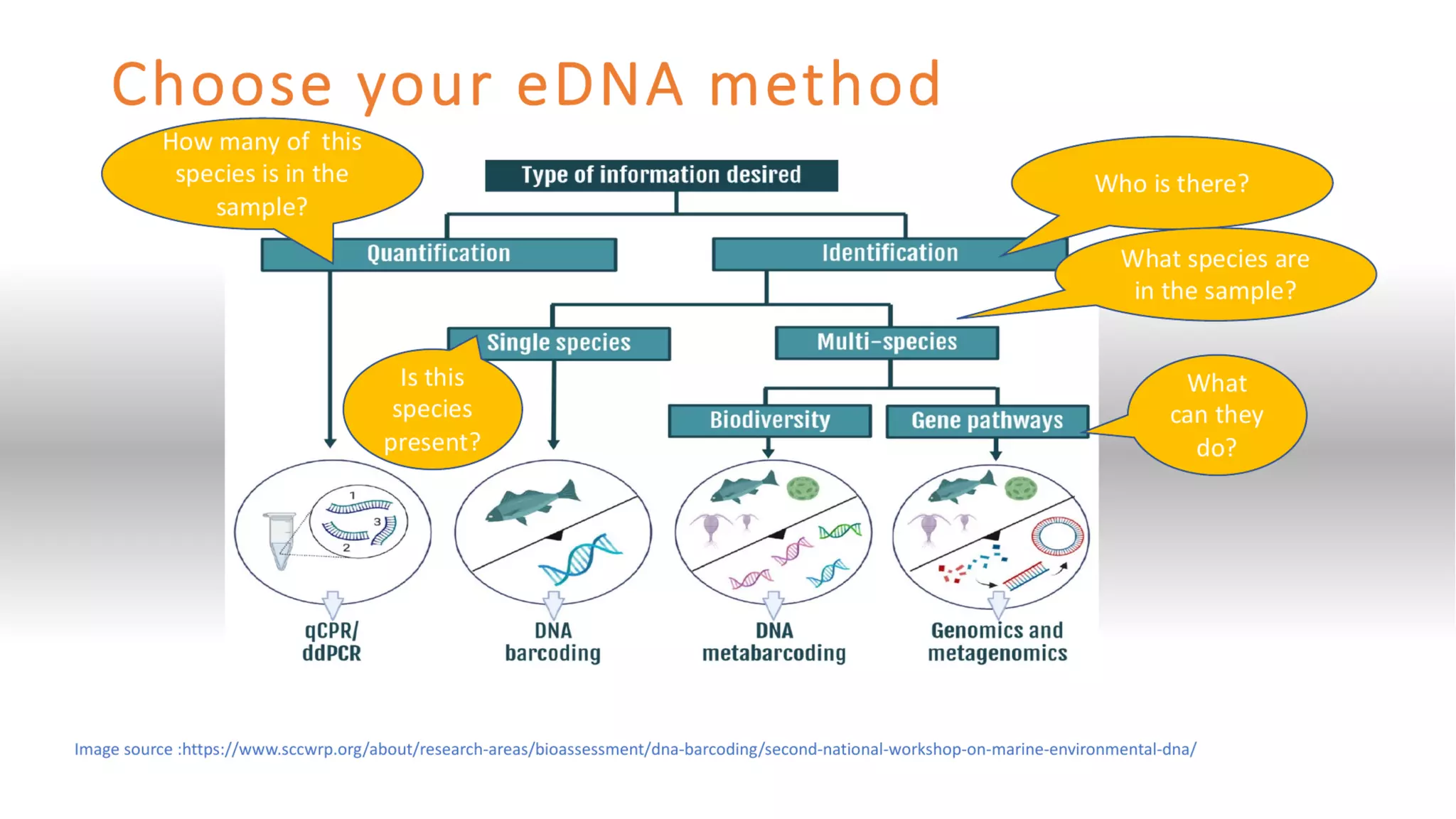 Environmental DNA (eDNA) analysis and applications | PDF
