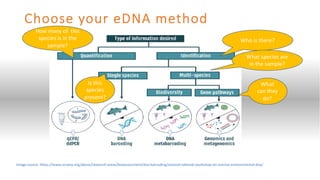 Environmental DNA (eDNA) analysis and applications | PDF