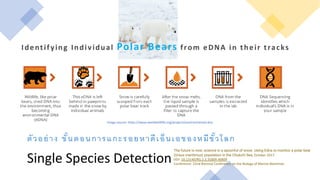 Environmental DNA (eDNA) analysis and applications | PDF