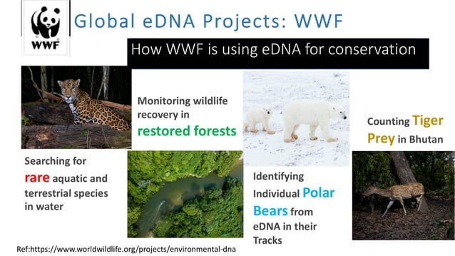 Environmental DNA (eDNA) analysis and applications | PDF | Genetics ...