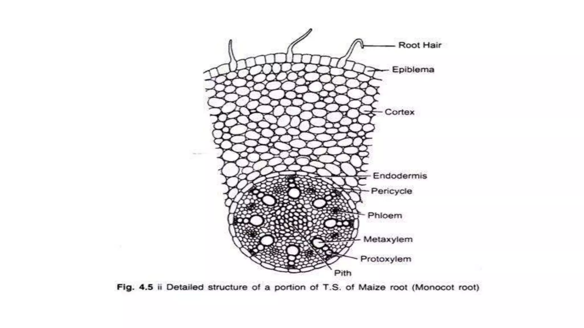 Primary structure Monocot Root | PPTX