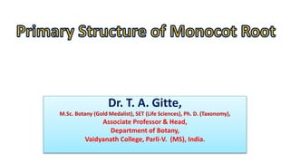 Primary structure Monocot Root | PPTX