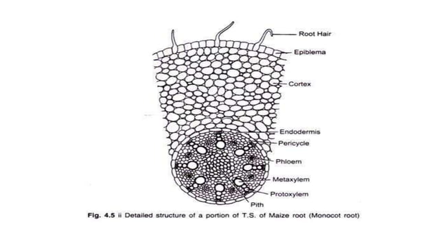 Primary structure Monocot Root | PPTX