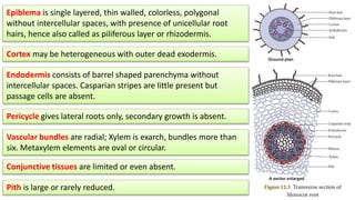 Primary structure Monocot Root | PPTX