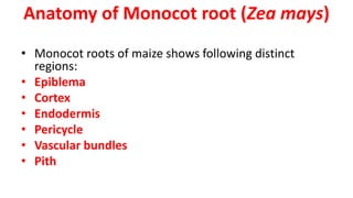 Primary structure Monocot Root | PPTX