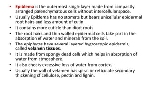 Primary structure Monocot Root | PPTX
