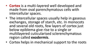Primary structure Monocot Root | PPTX
