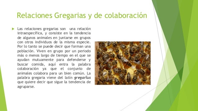 Relaciones gregarias y de colaboración