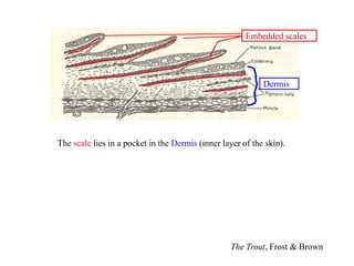 SFCC Introduction to Fish Scale Reading | PPTX