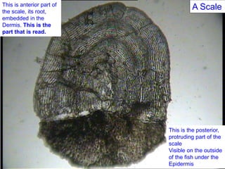 SFCC Introduction to Fish Scale Reading | PPTX
