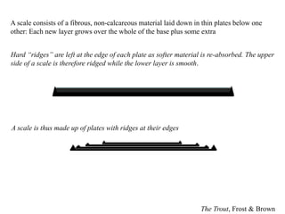 SFCC Introduction to Fish Scale Reading | PPTX