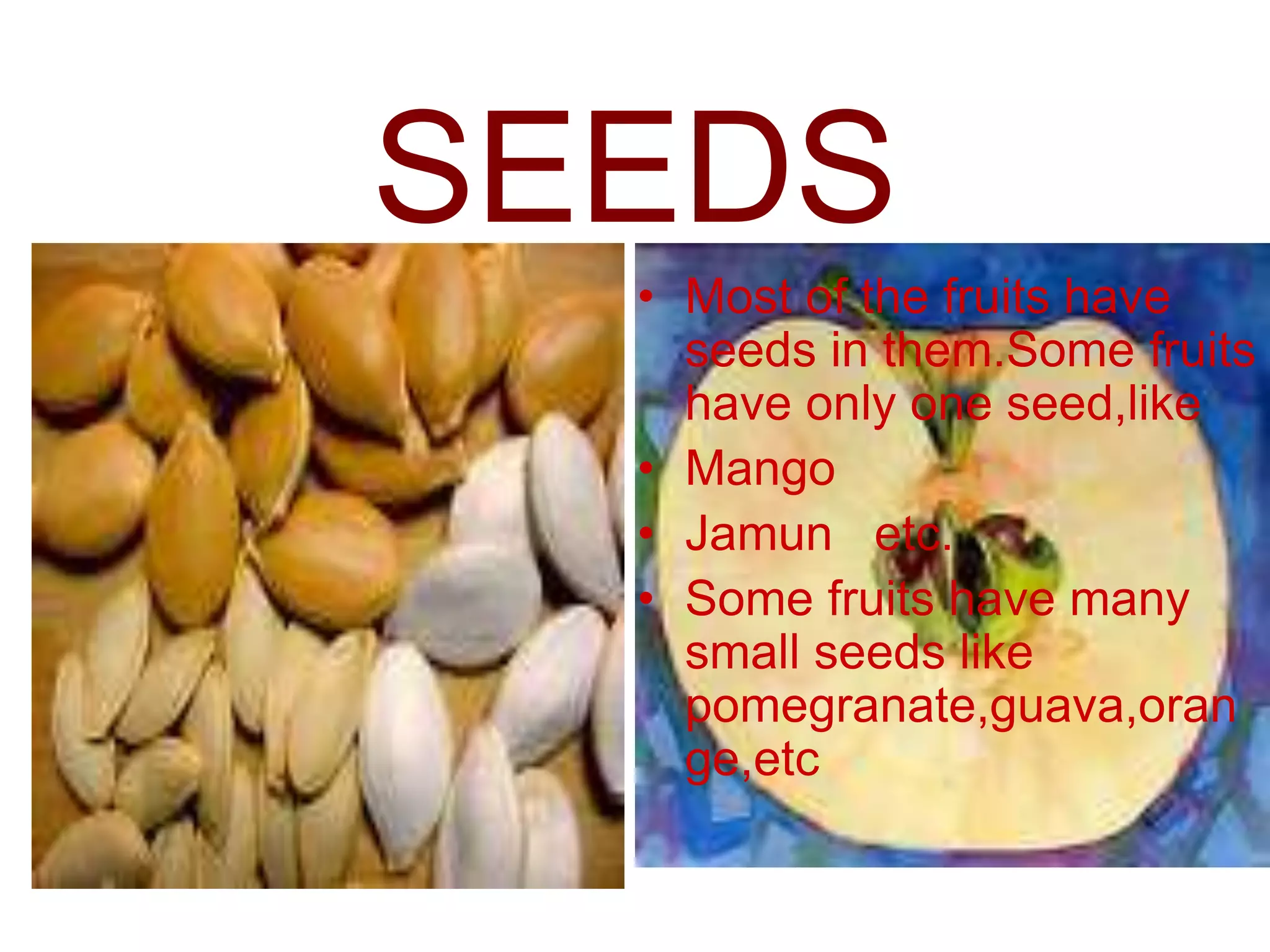 seeds and seeds | PPT