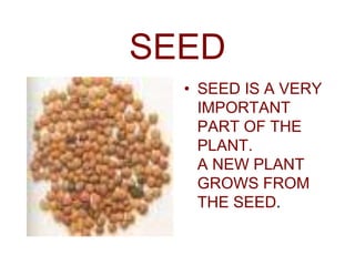 seeds and seeds | PPT