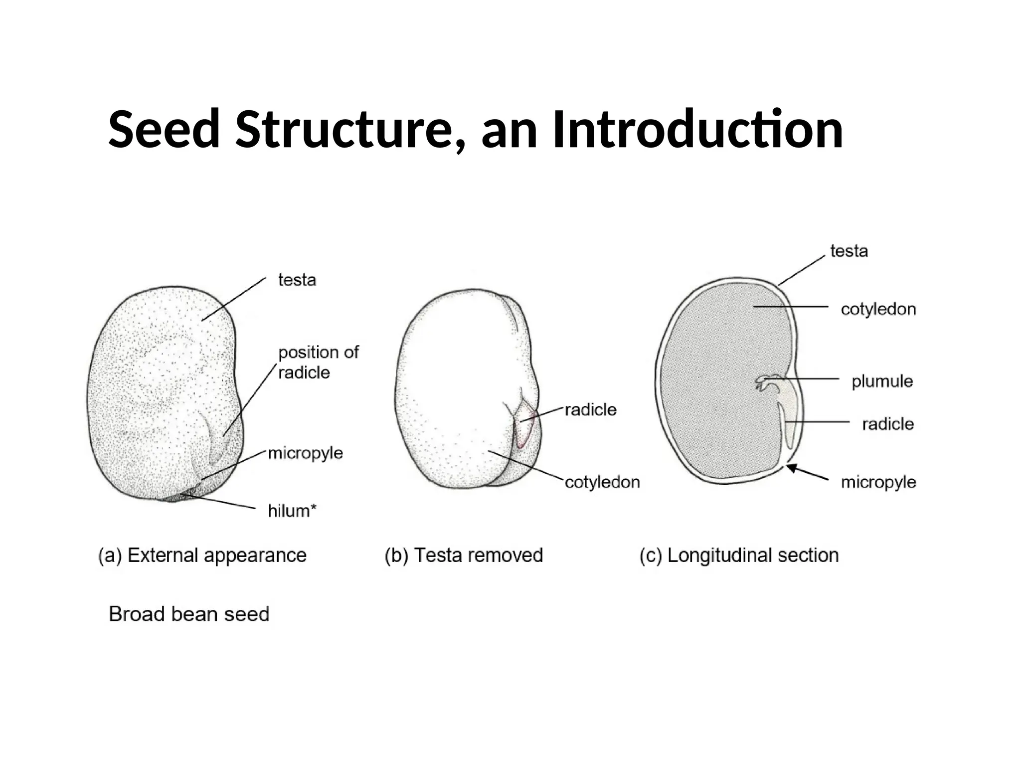 seed structure shape and characteristics | PPTX