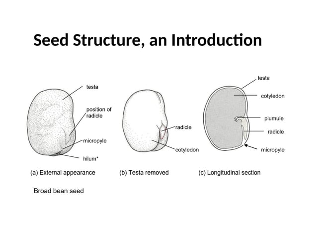 seed structure shape and characteristics | PPT