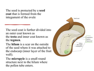 seed structure shape and characteristics | PPTX