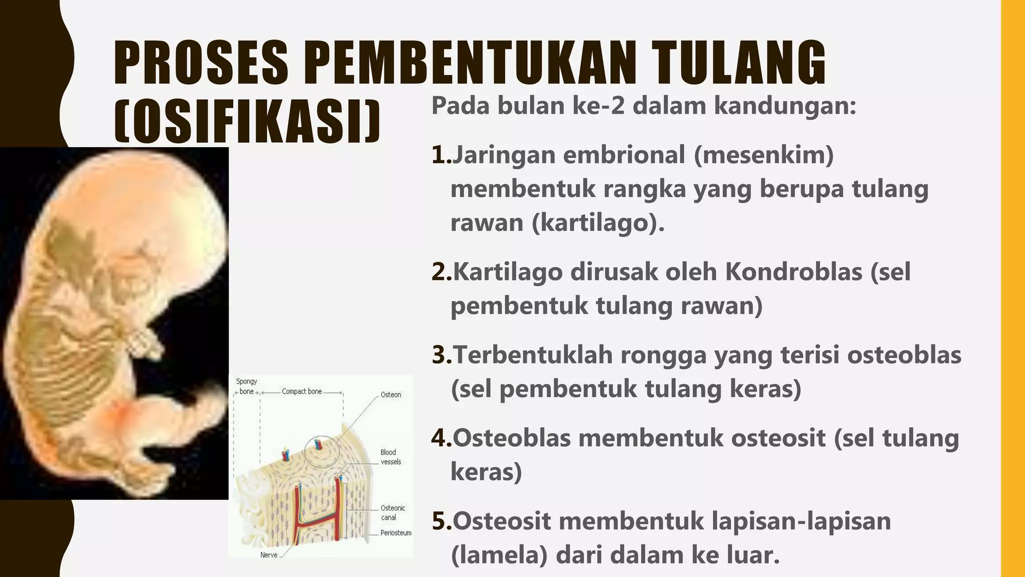 01 sistem gerak pada manusia rangka | PPTX