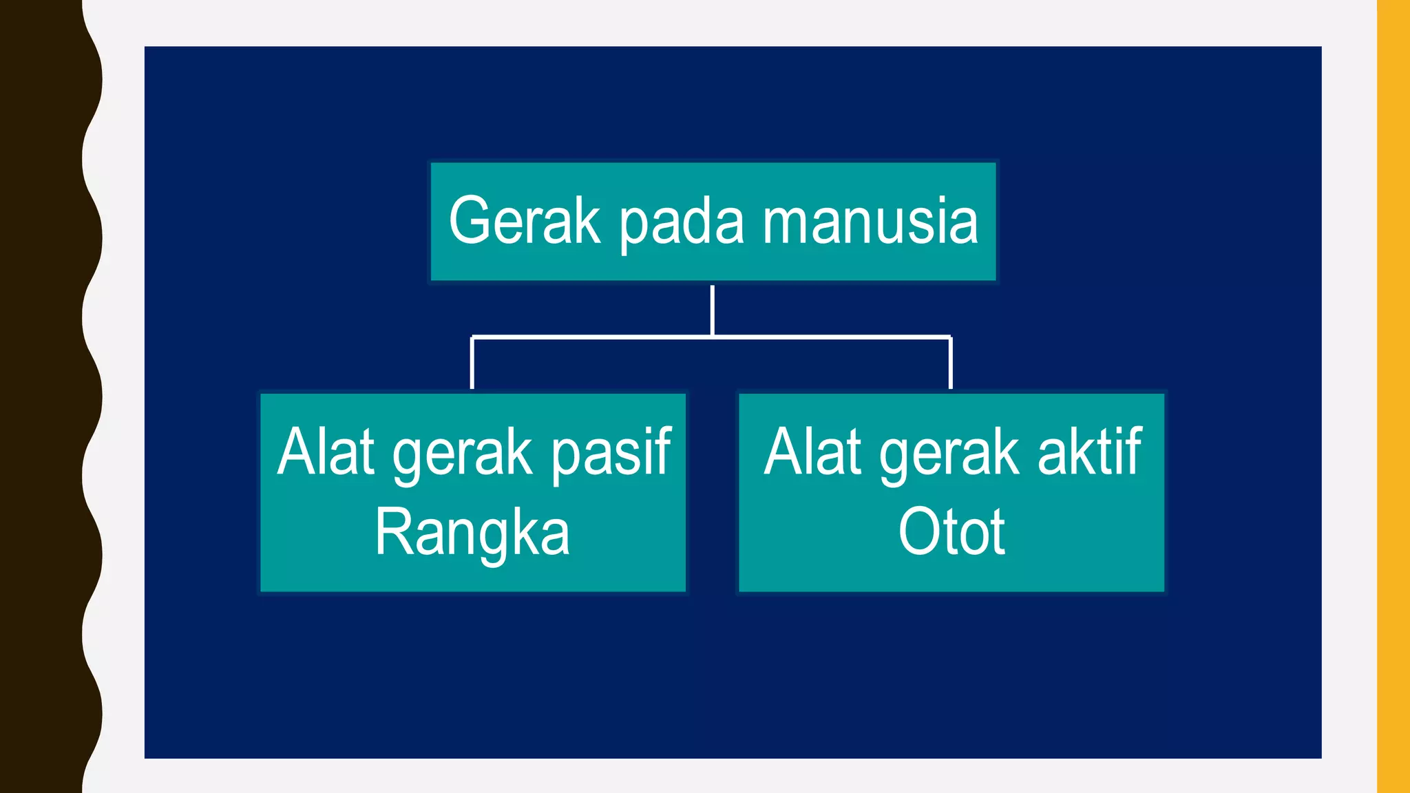 01 sistem gerak pada manusia rangka | PPTX