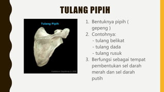 01 sistem gerak pada manusia rangka | PPTX