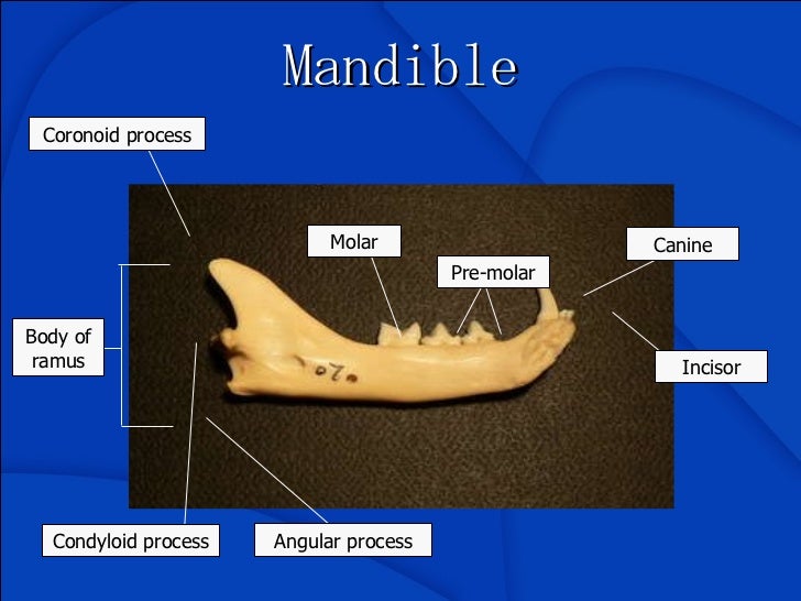 Lab1 Skeletal System