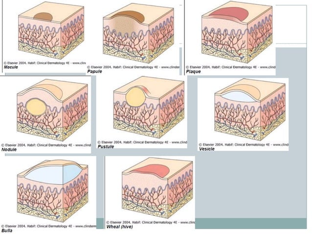 01 skin and skin lesions 1 dermatology coursepptx | PPT