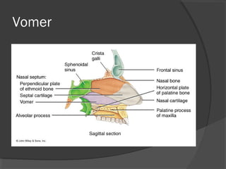 anatomy of head and neck | PPT
