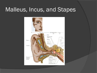 anatomy of head and neck | PPT | Death, Injury, or Military Conflict ...