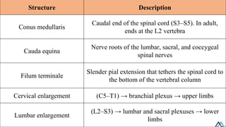 Spinal Cord and Spinal Nerves / Spinal Cord and Spinal Nerves.pdf