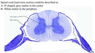 Spinal Cord and Spinal Nerves / Spinal Cord and Spinal Nerves.pdf