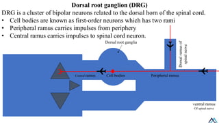 Spinal Cord and Spinal Nerves / Spinal Cord and Spinal Nerves.pdf